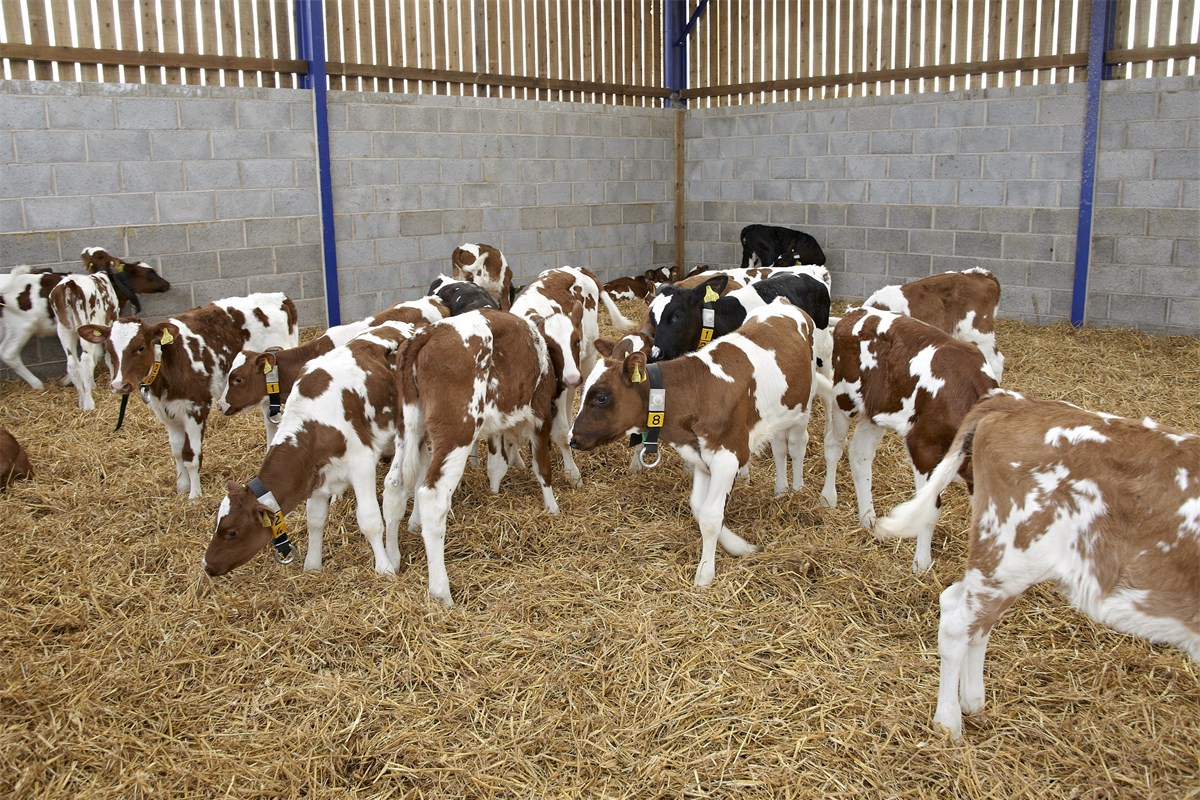 CALF HOUSING: CHANGES FOR HEALTH, HAPPINESS AND ... - Feed for Growth