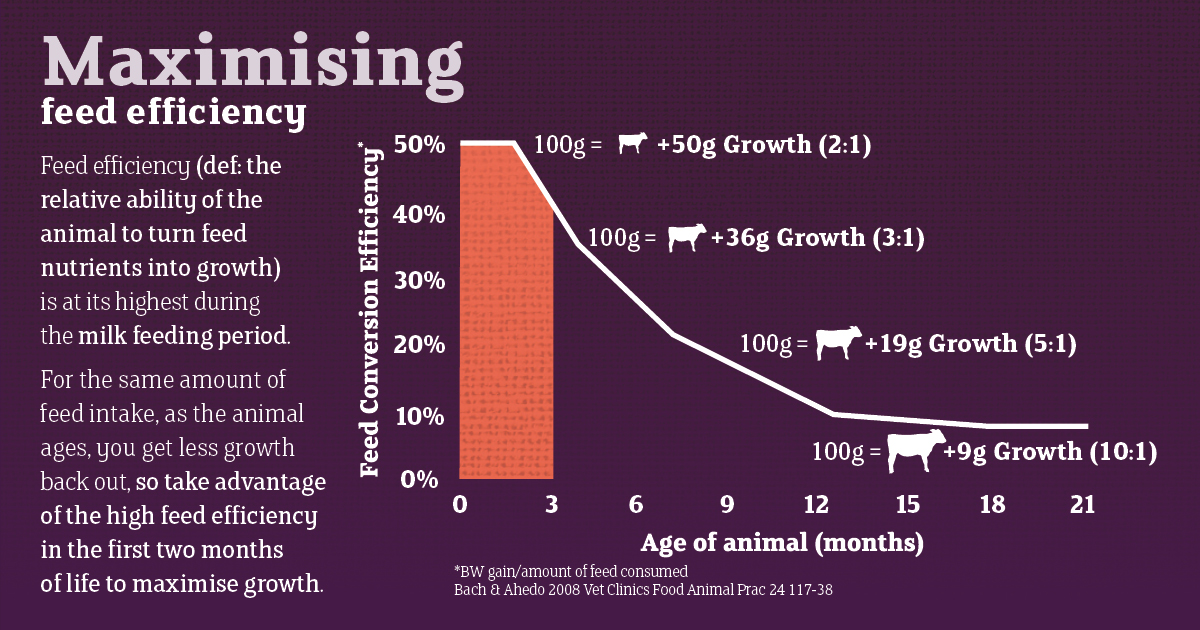 #FeedForEfficiency: Maximising your calves’ pote... - Feed for Growth